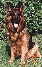 Long-Coated German Shepherds