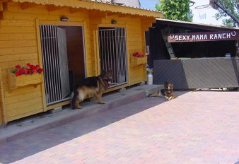 House-Barrett introduces red brown Long Haired German Shepherds and the ...