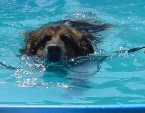 House-Barrett introduces red brown Long Haired German Shepherds and the ...