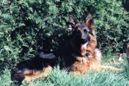Long-Coated German Shepherds