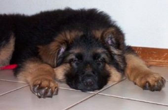House-Barrett introduces red brown Long Haired German Shepherds and the ...